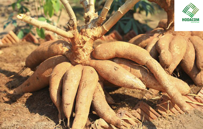 What is Cassava? Health Benefits and Effective Uses